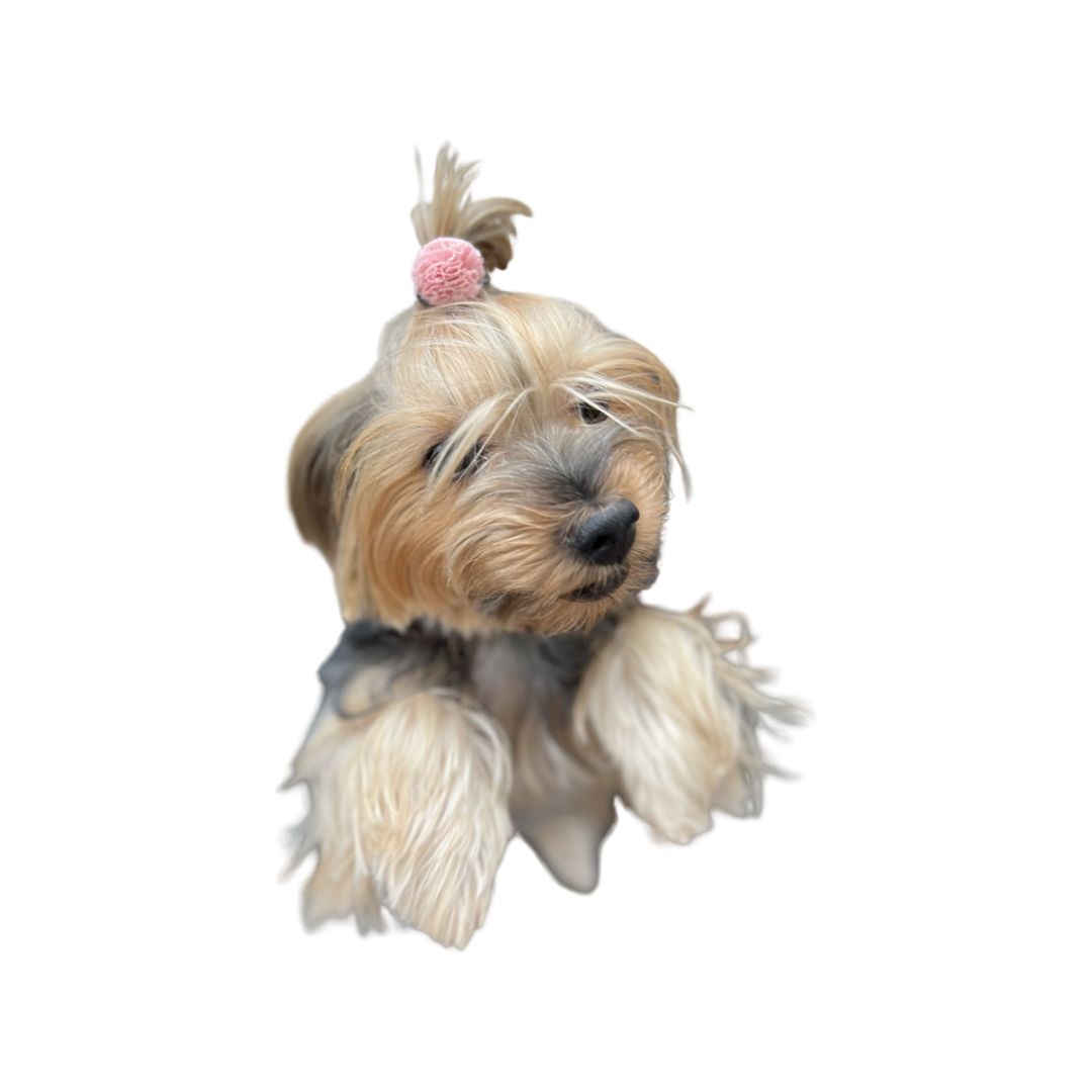 MINI PAWS – Aisha&Joe